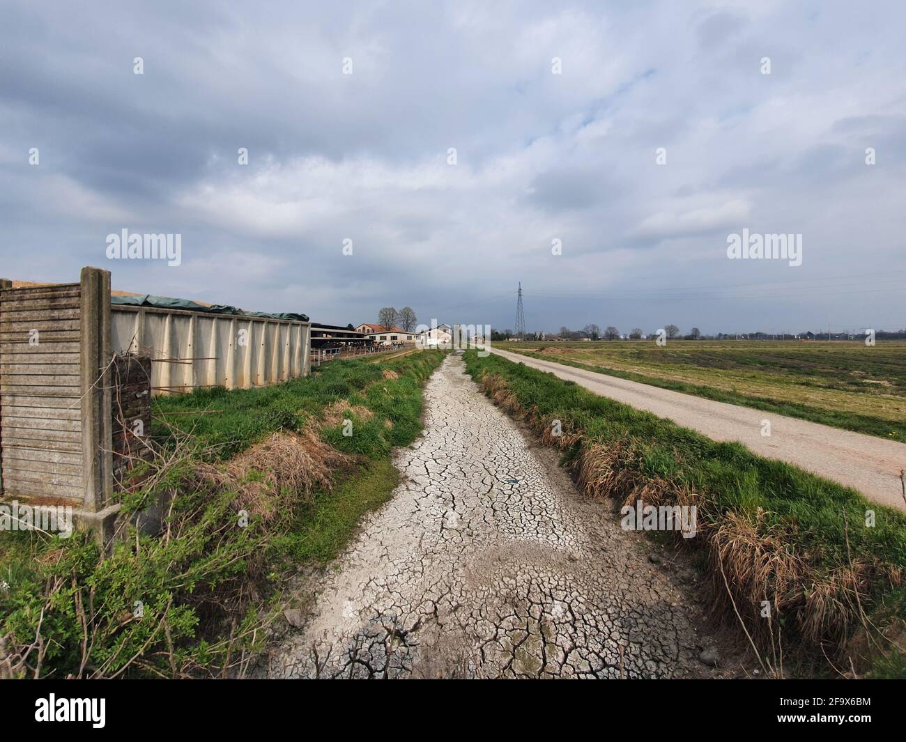 Landscape of cracked dried soil pathway with grass on sides near a cow ...