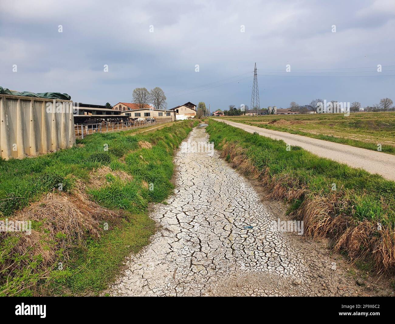 Landscape of cracked dried soil pathway with grass on sides near a cow ...
