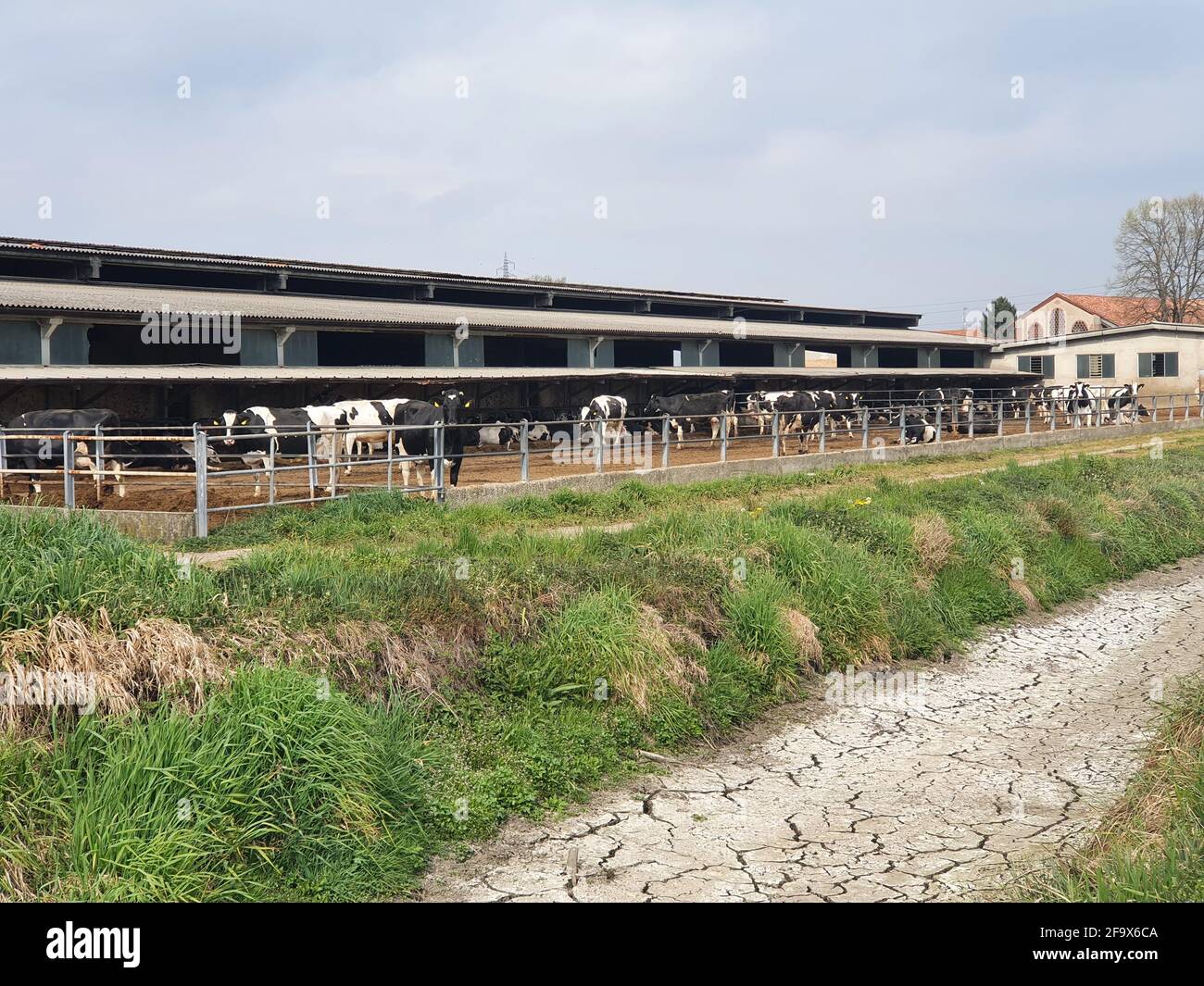 Landscape of cracked dried soil pathway with grass on sides near a cow ...