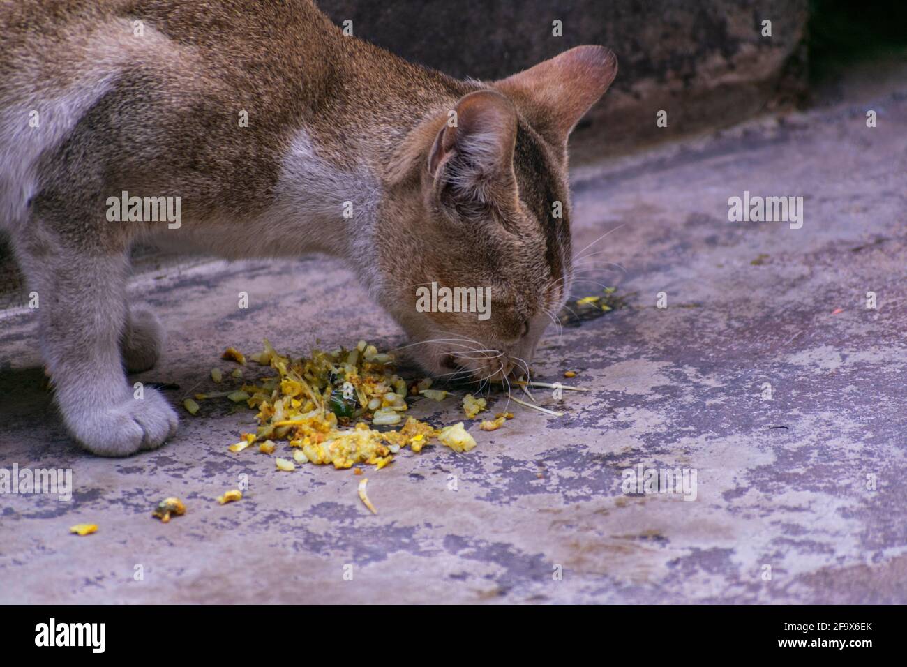 Cat eat fish hi-res stock photography and images - Alamy