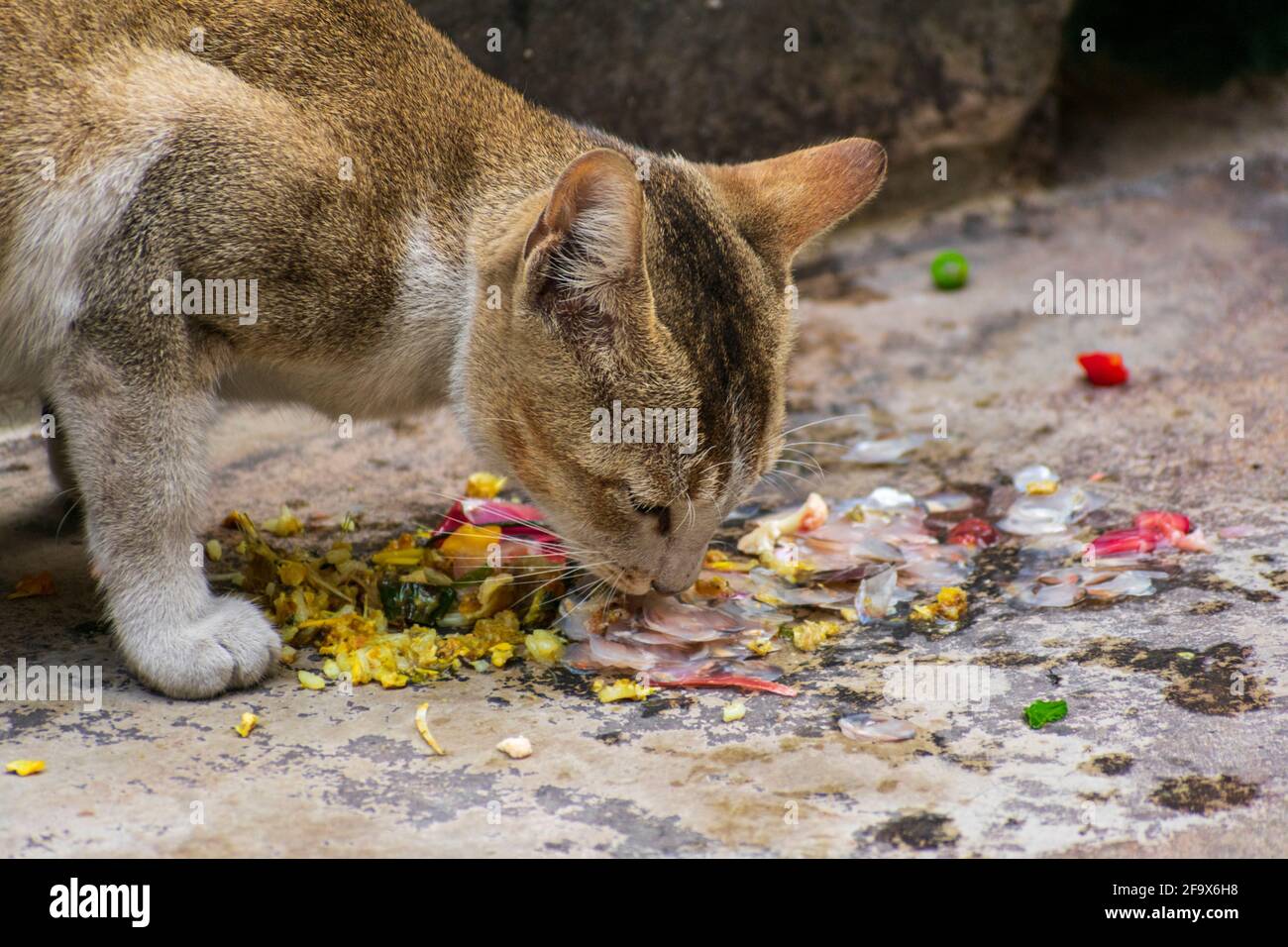 Mouth open fish indian fish hi-res stock photography and images - Alamy