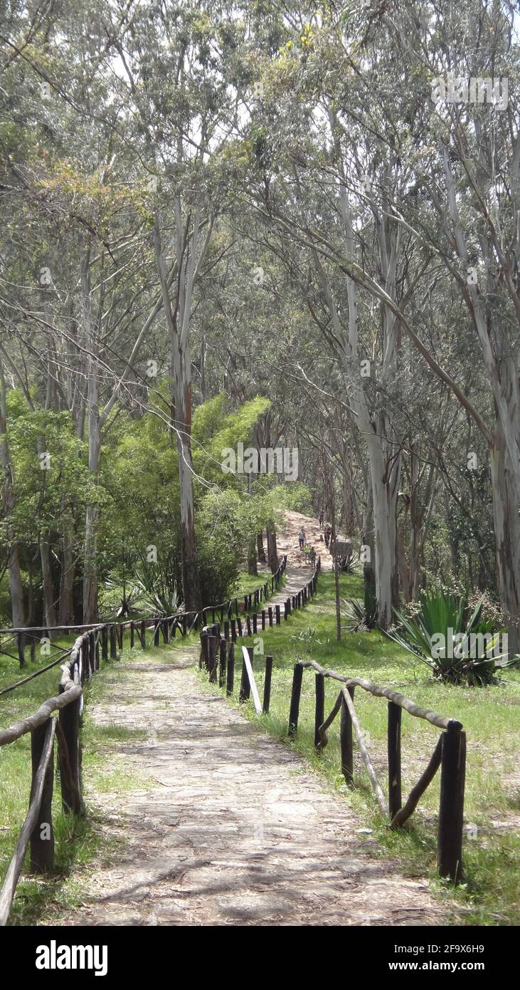 Beautiful shot pathway surrounded hi-res stock photography and images ...