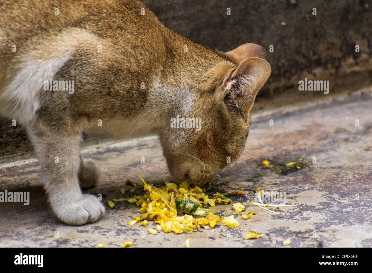 Mouth open fish indian fish hi-res stock photography and images - Alamy