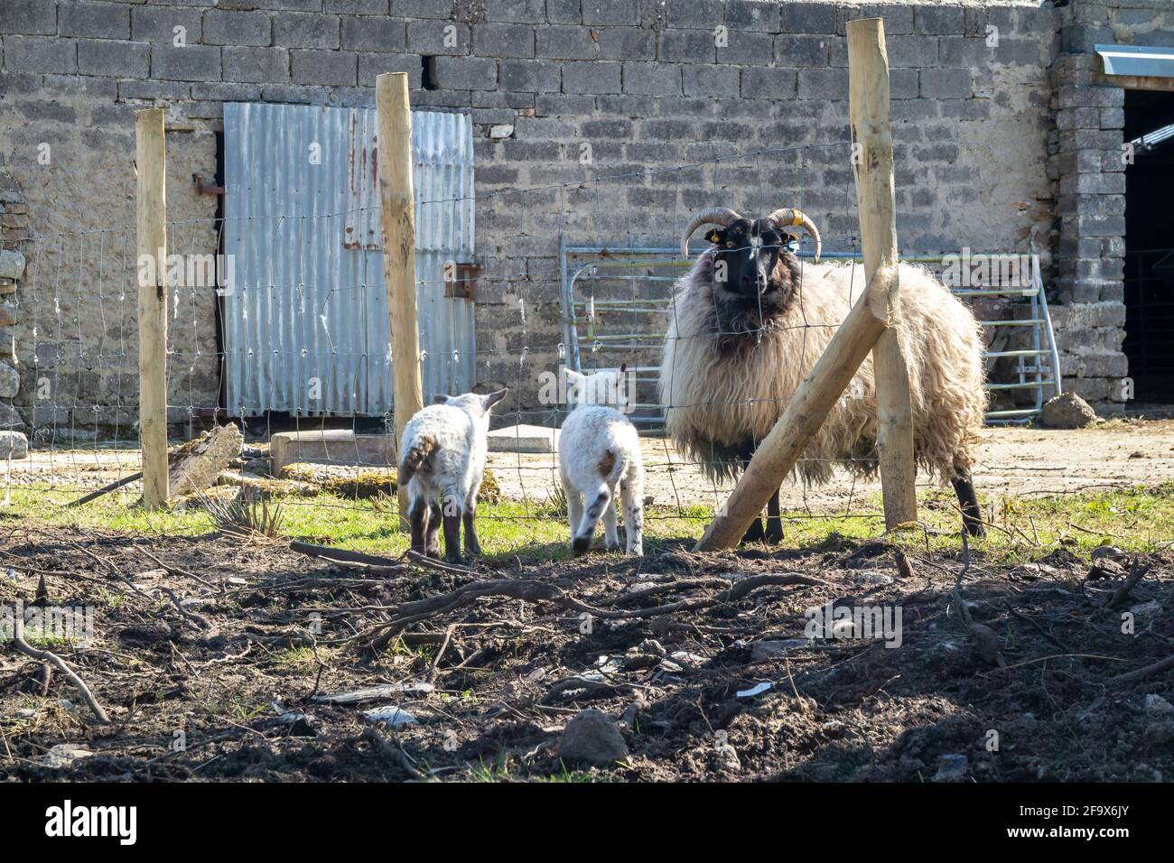 Irish mountain ram sheep hi-res stock photography and images - Alamy
