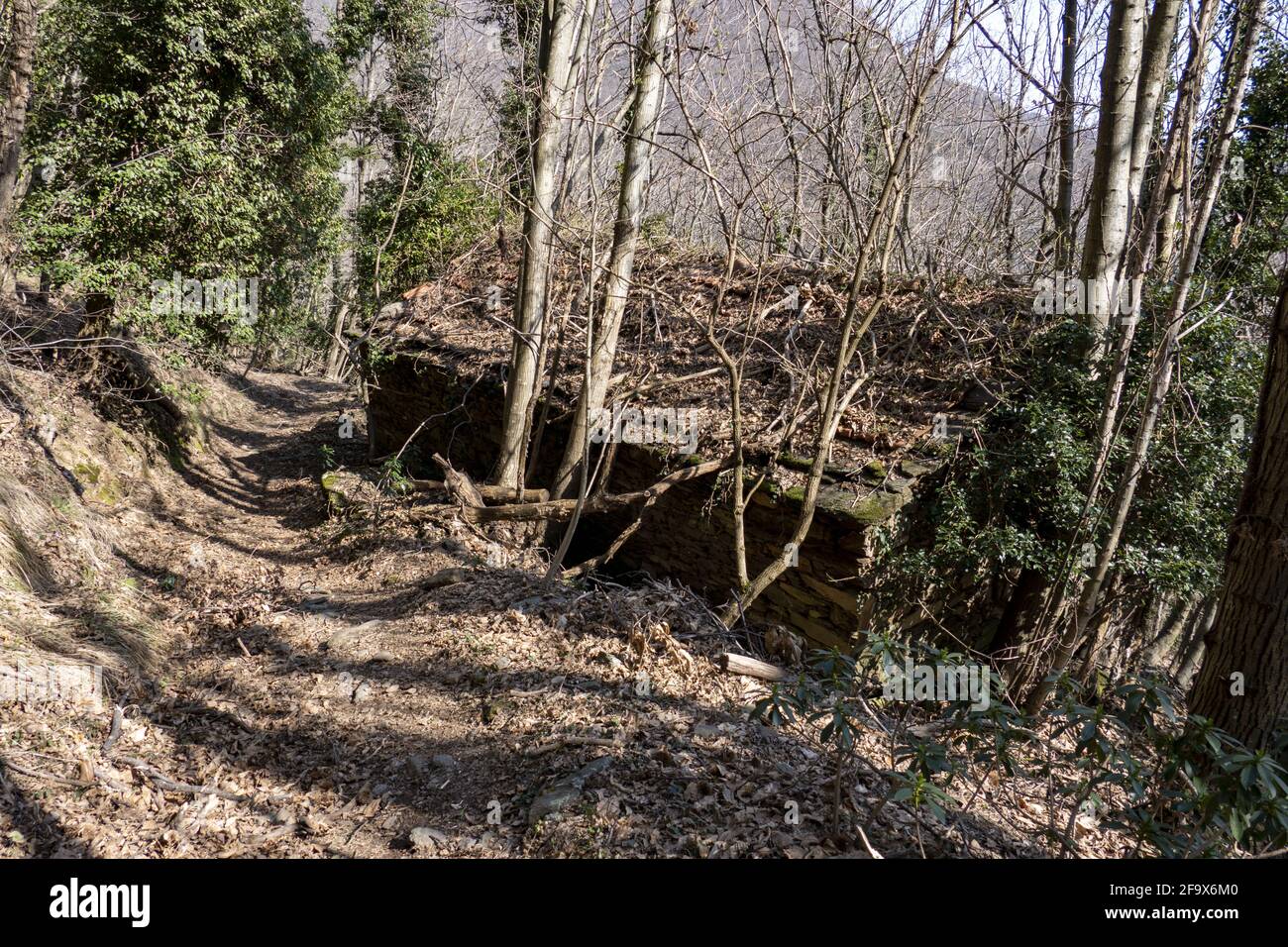 Ruin abandoned stone house overgrown with plants surrounded by trees ...