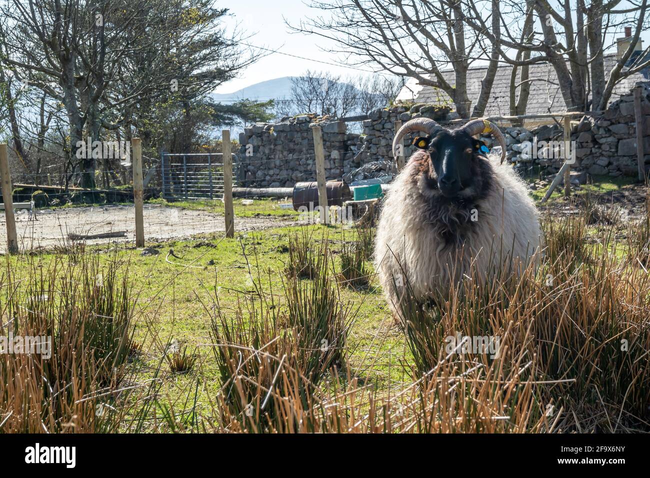 Irish ram with small lamb in County Donegal - Ireland Stock Photo - Alamy