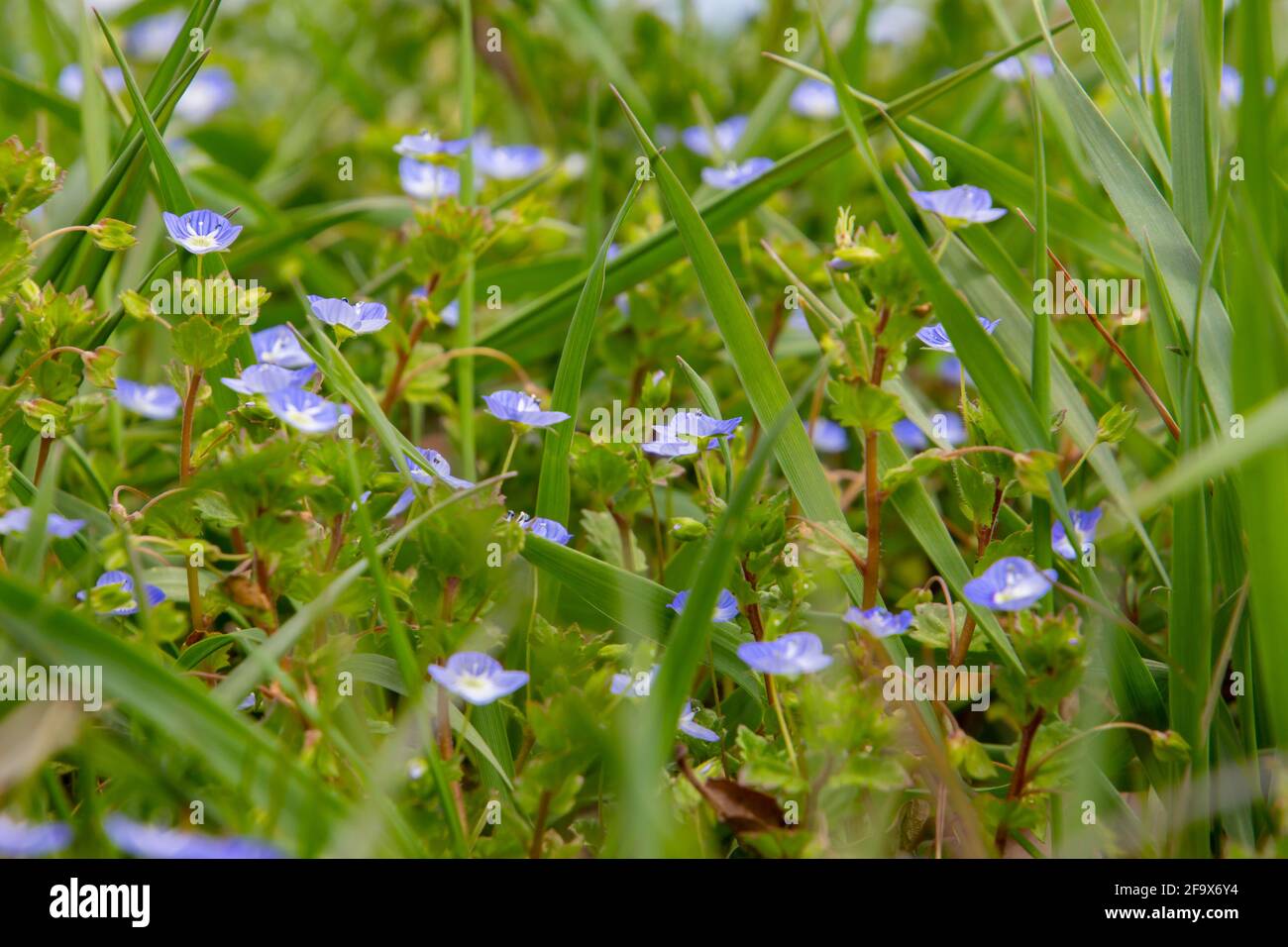 Blue blossoms of persian speedwell, also called Veronica persica or ...