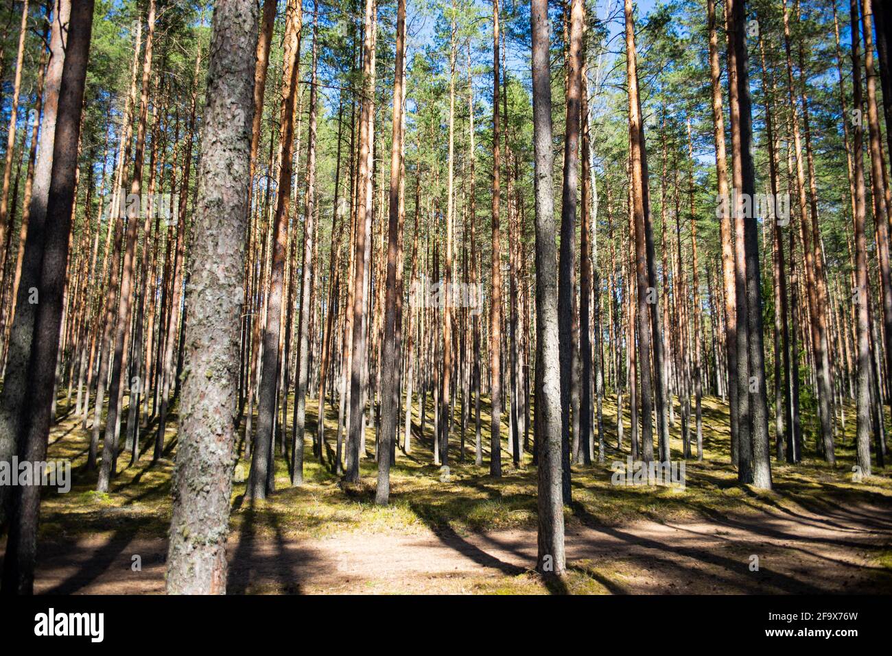Tall trees summer no people hi-res stock photography and images - Alamy