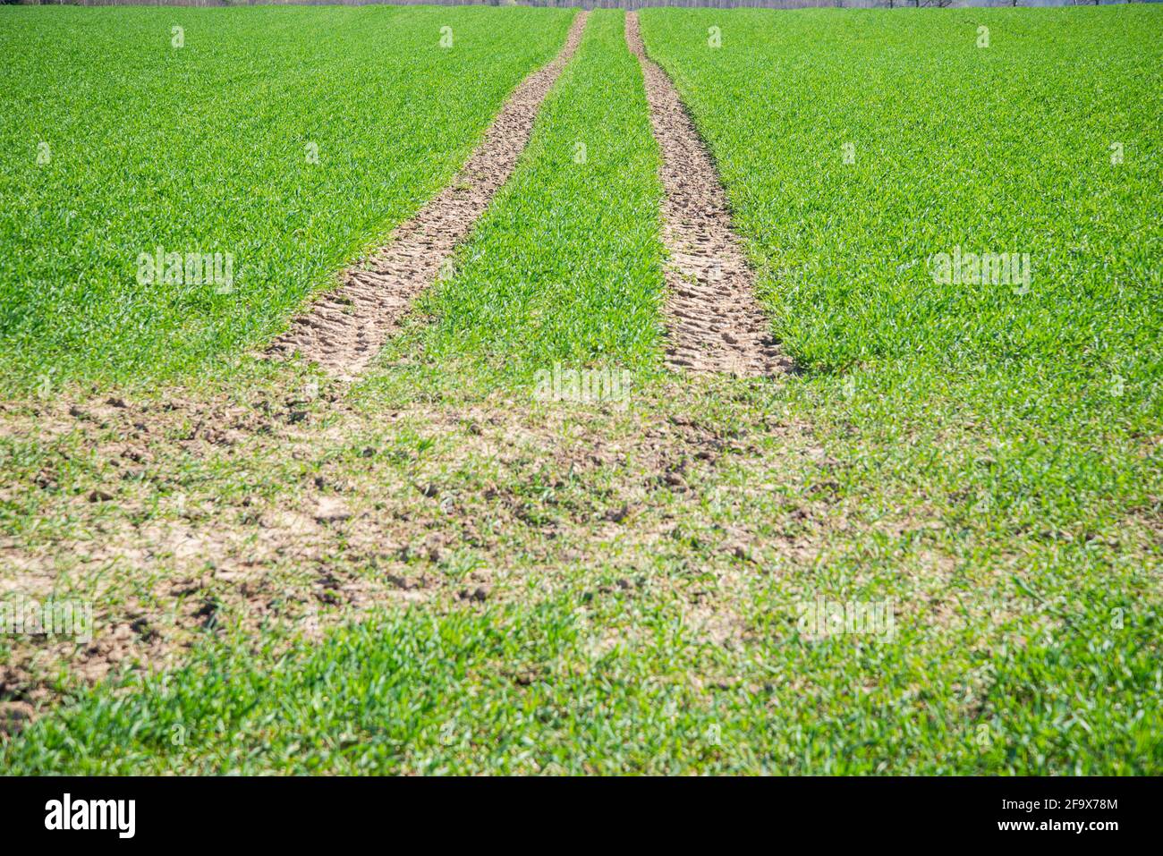 country landscape with green meadow and blue sky above. simple ...