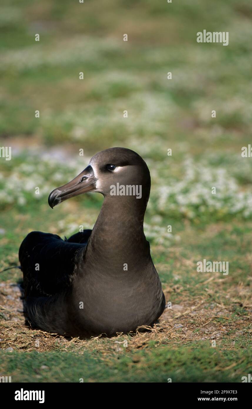 Black-Footed Albatross Diomedea nigripes Midway Island Pacific Ocean ...