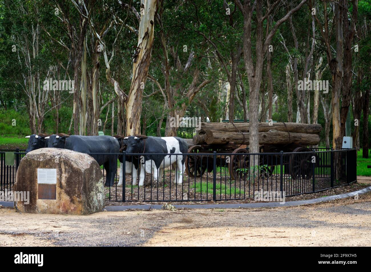 Statue of bullock team hauling timber, commemorating the pioneer ...