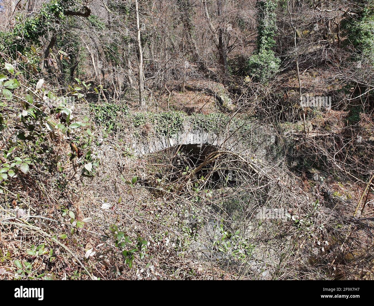 Abandoned bridge overgrown with plants in the forest Stock Photo - Alamy