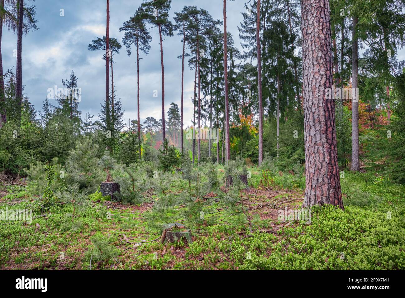 mixed forest in the autumn Stock Photo - Alamy
