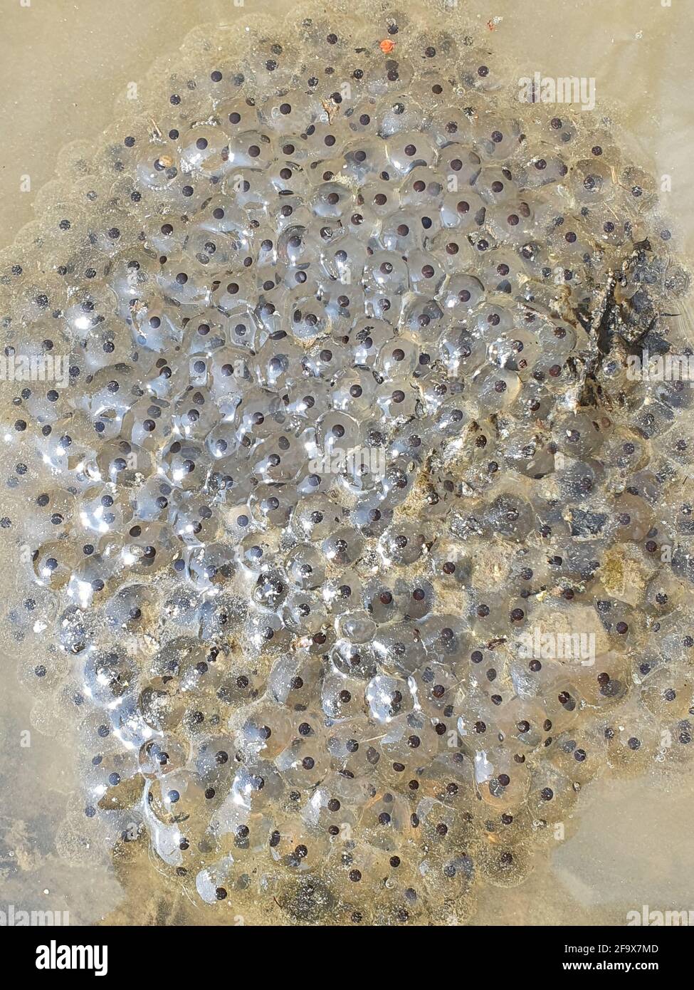 Vertical shot of caviar frog eggs on the pond Stock Photo - Alamy