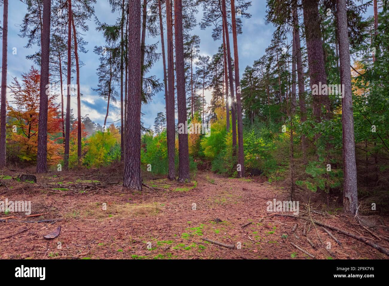 mixed forest in the autumn Stock Photo - Alamy