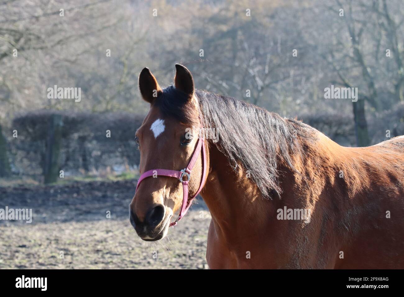 Magnificent black stallion hi-res stock photography and images - Alamy
