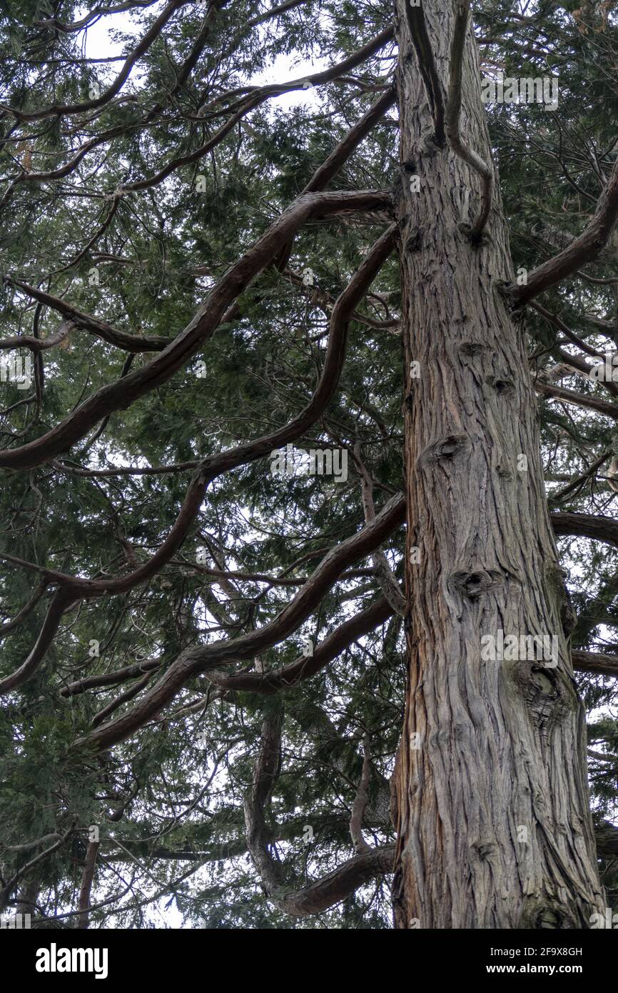 Vertical low angle of a pine tree with lots of branches Stock Photo - Alamy