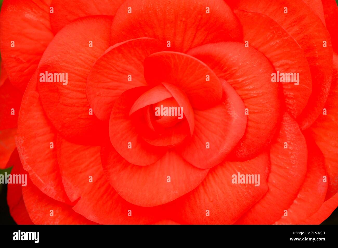 Gypsy flower hi-res stock photography and images - Alamy