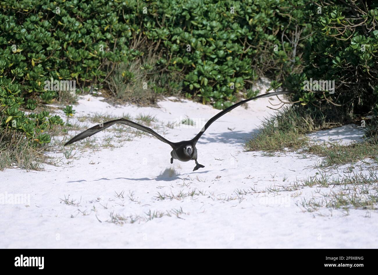 Black-Footed Albatross taking off Diomedea nigripes Midway Island ...