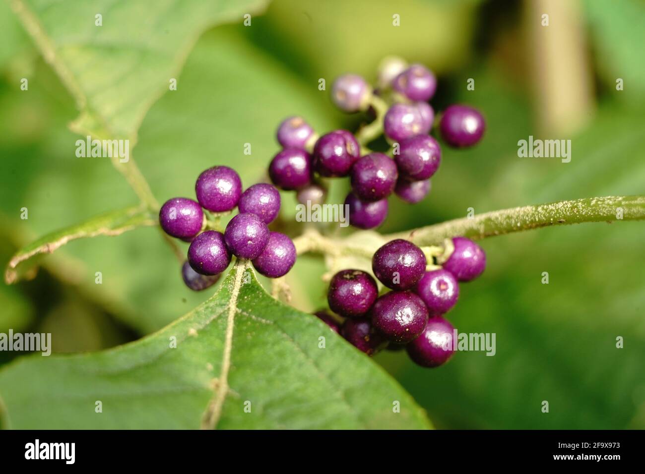 Cluster of an American beautyberry plant branch with berries Stock ...