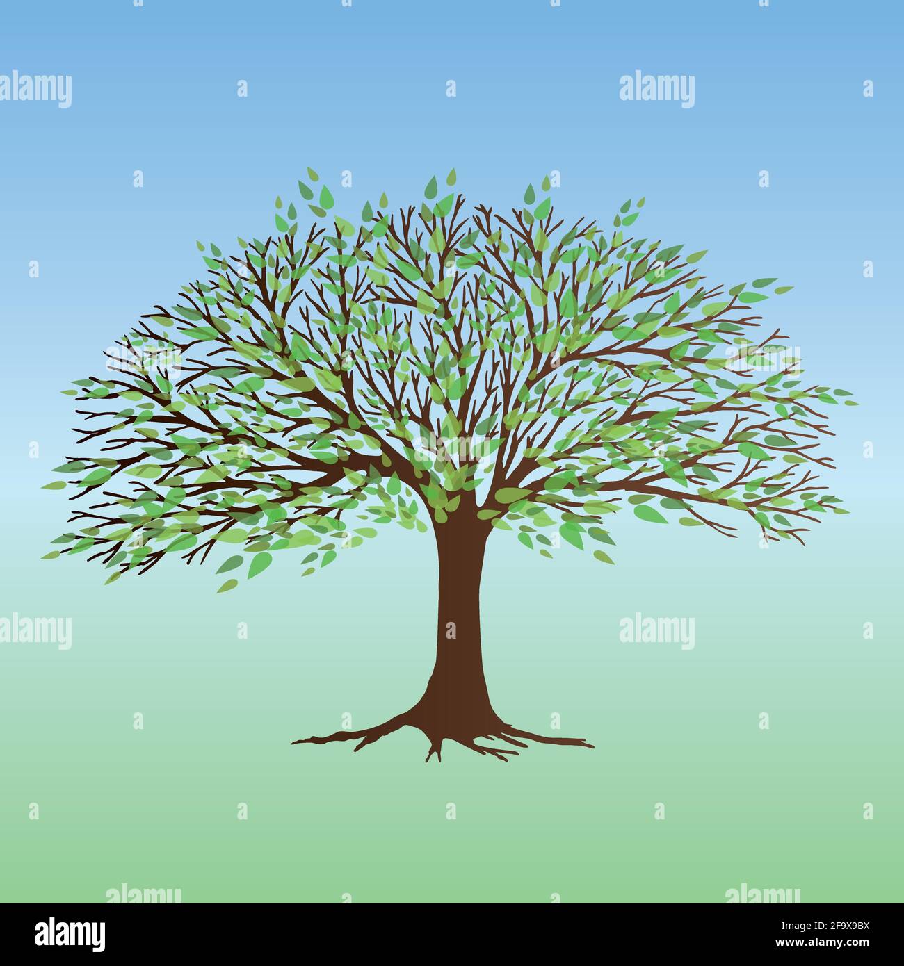 Broad leaf plant Stock Vector Images - Alamy