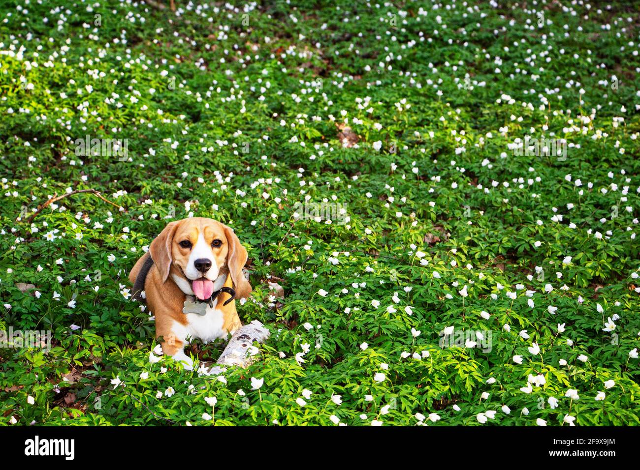 Puppy forest hi-res stock photography and images - Alamy