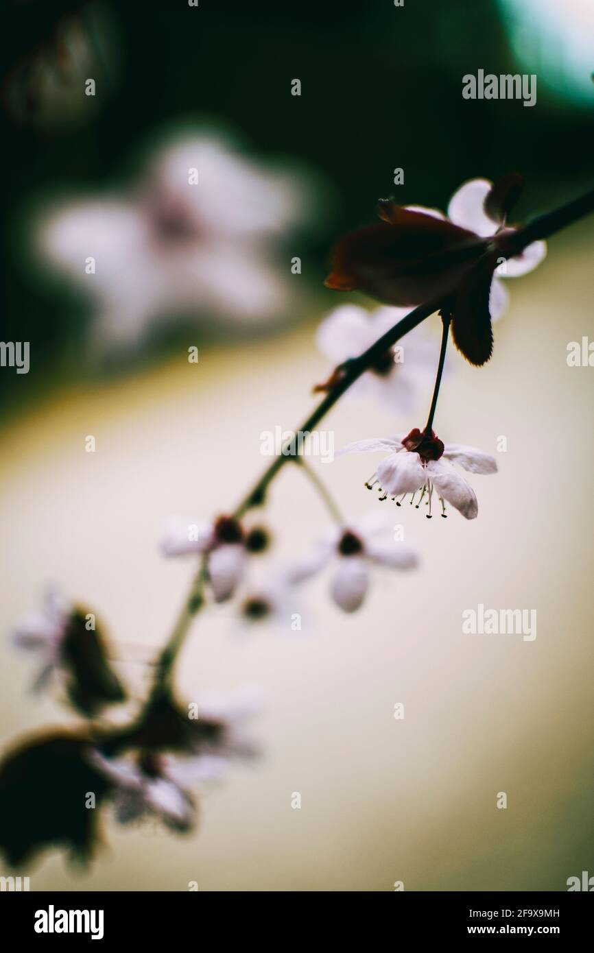 Close-up of small light pink flowers of Prunus cerasifera Stock Photo ...