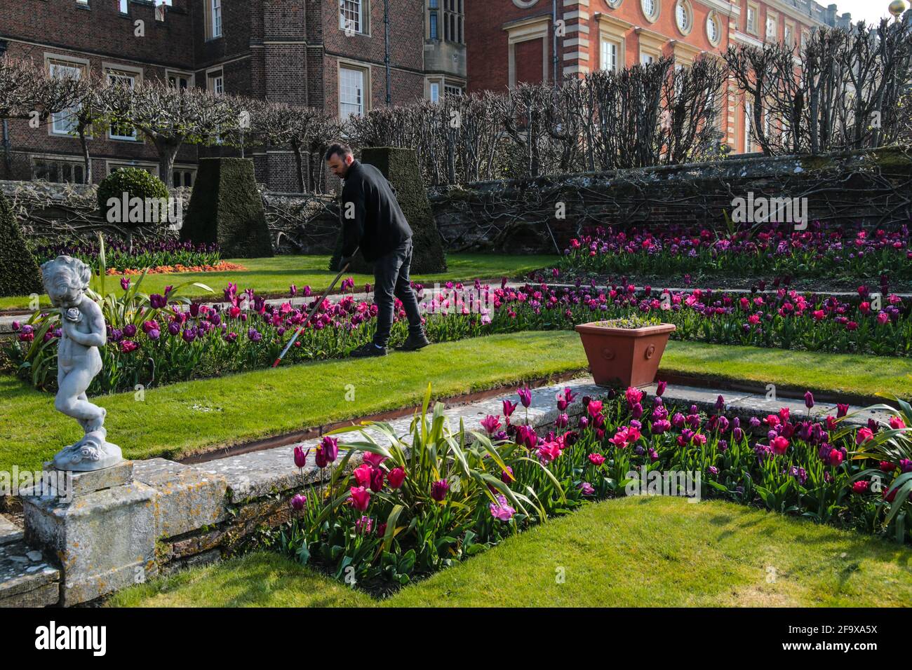 london UK 21 April 2021 With over 100,000 bulbs in their gardens for ...