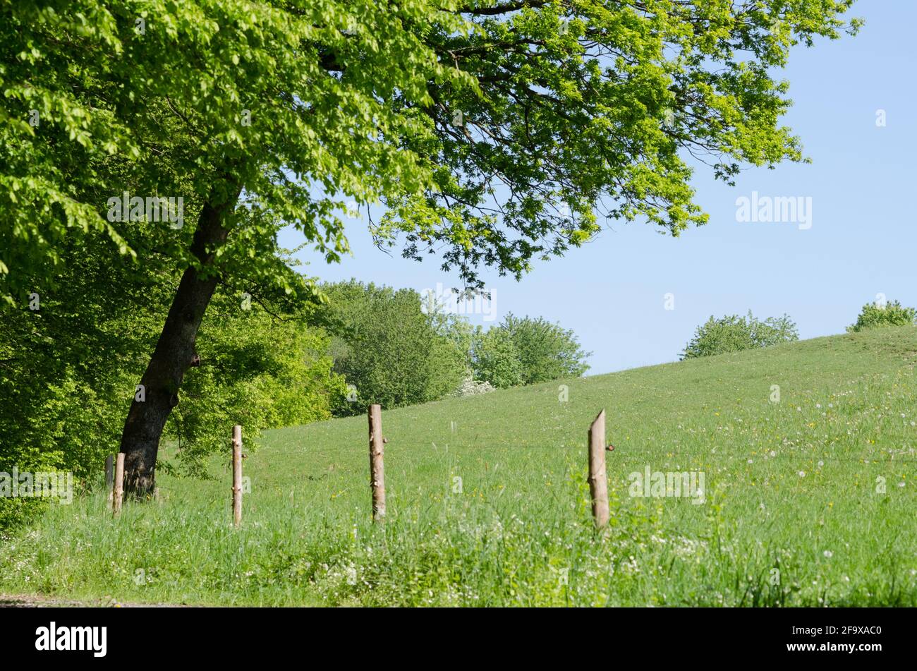 Wooden or timber fence posts hi-res stock photography and images - Alamy