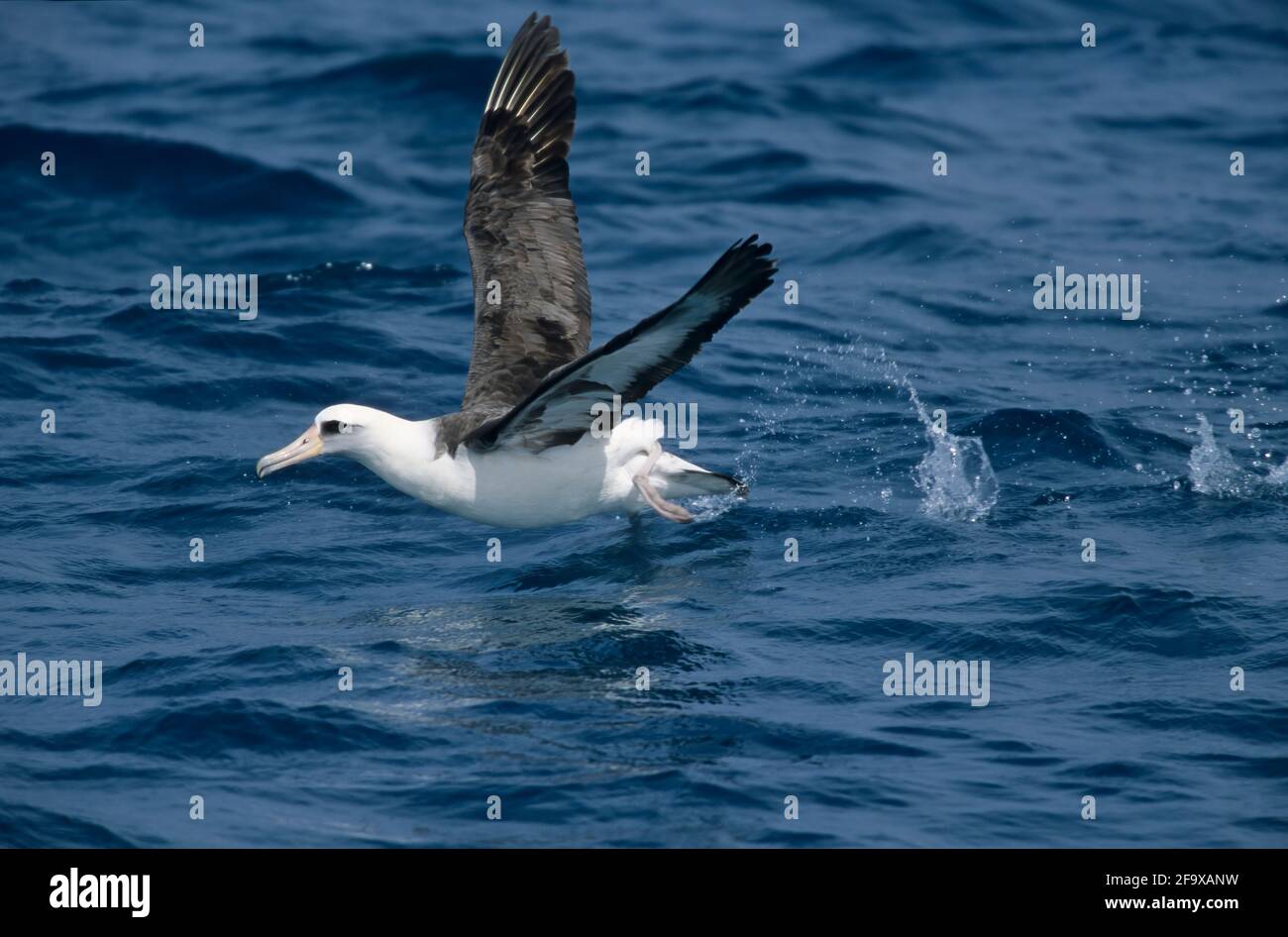 Laysan Albatross taking off from sea Diomedea immutabilis Midway Island ...