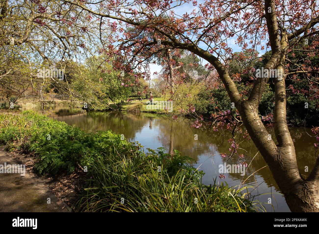 The gardens at Syon Park Stock Photo - Alamy