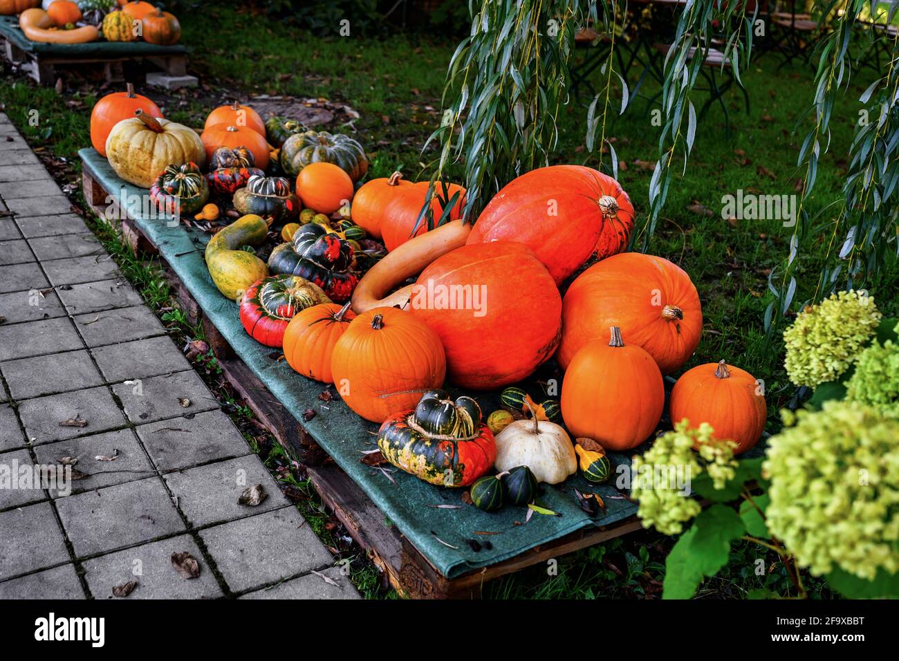 Many colorful pumpkin in various shapes and color on lawn under tree ...