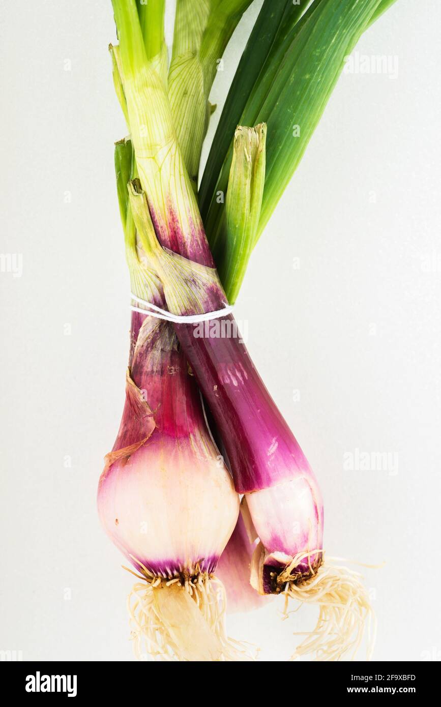 Closeup on spring onion roots hi-res stock photography and images - Alamy