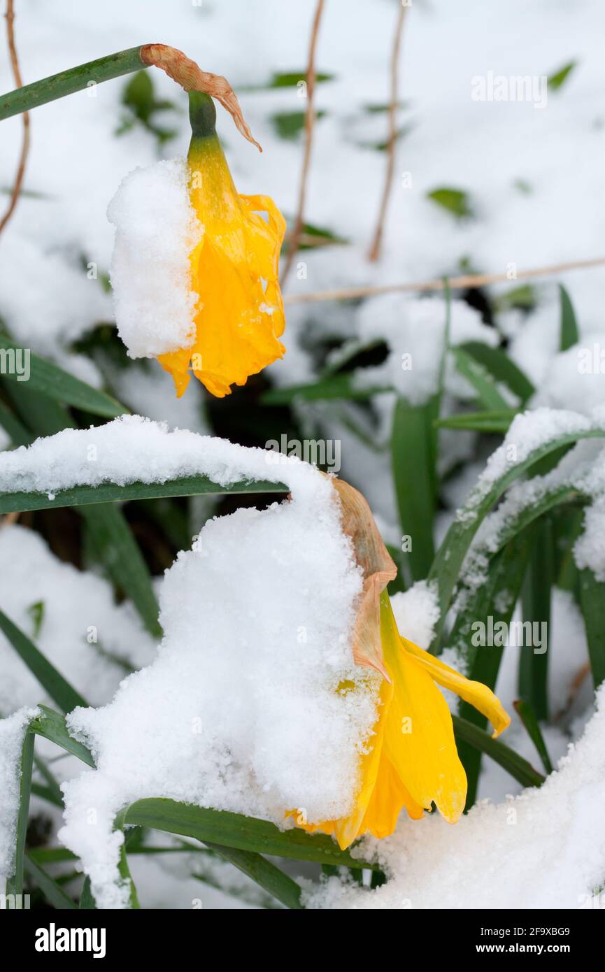 April snow hi-res stock photography and images - Alamy