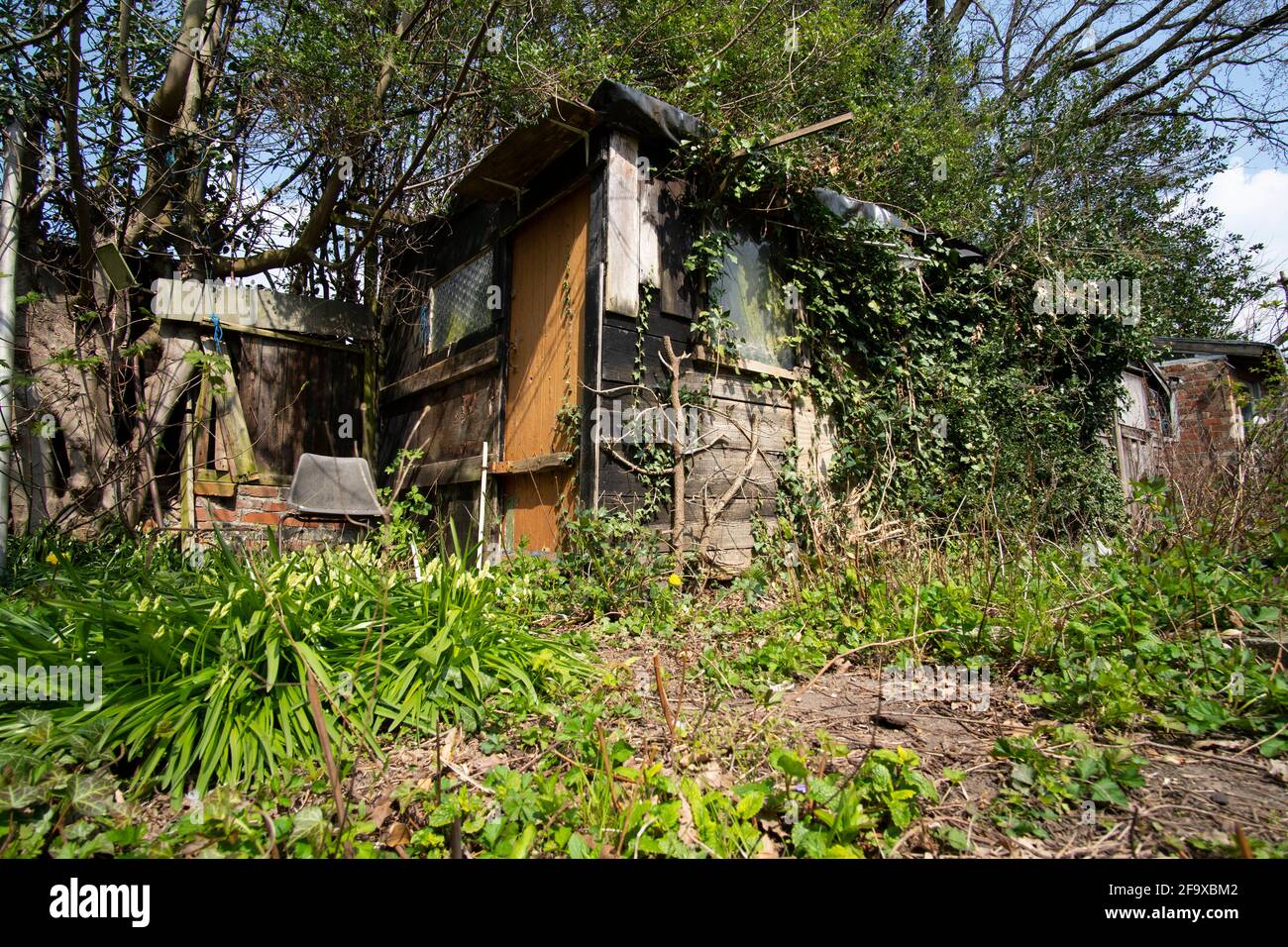 Old shabby shed in a messy garden Stock Photo - Alamy