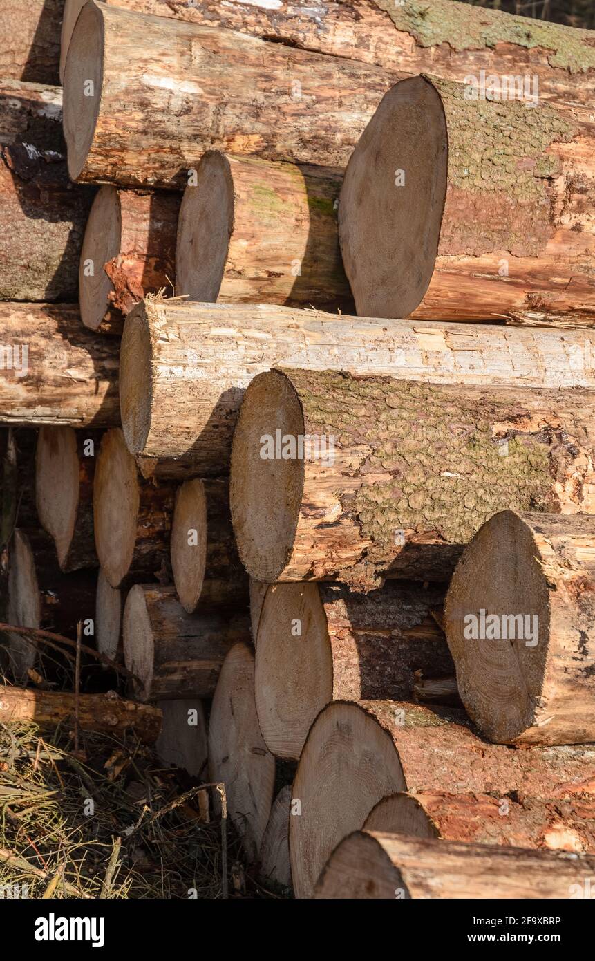 Lumberyard with piles of felled trees or log trunks with cross-section ...