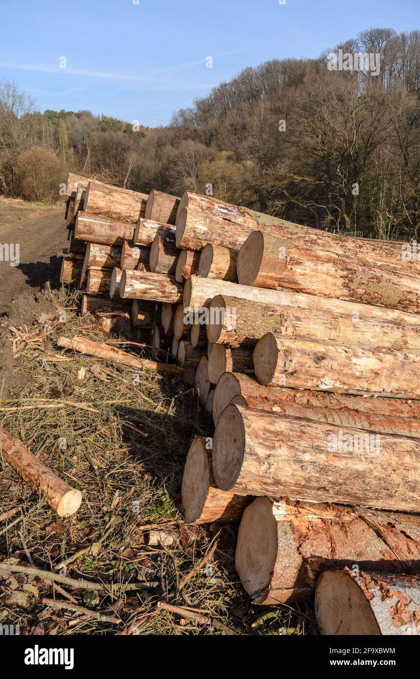 Lumberyard with piles of felled trees or log trunks with cross-section ...