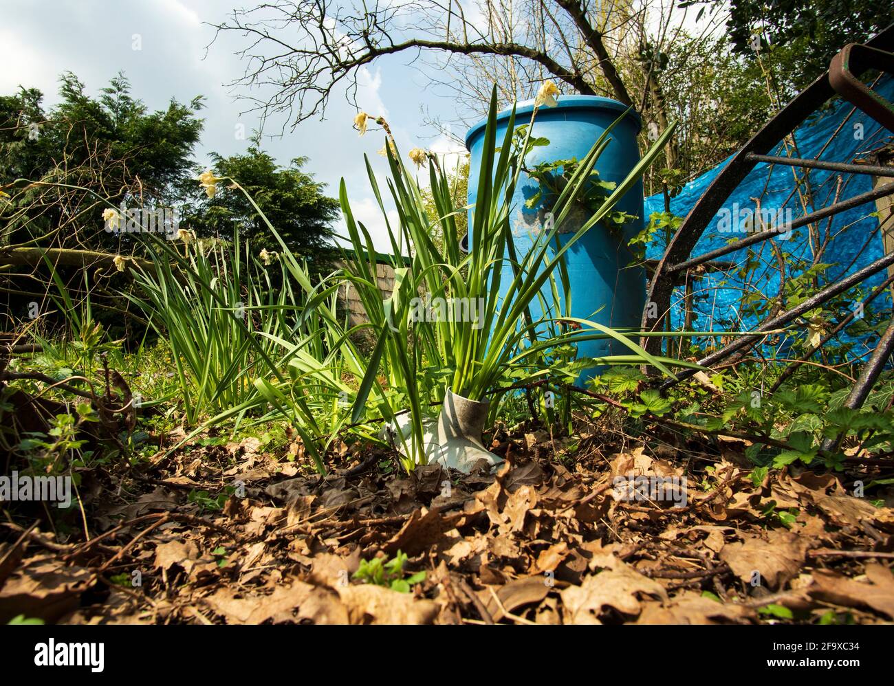 Spring daffodils growing in a neglected garden Stock Photo - Alamy