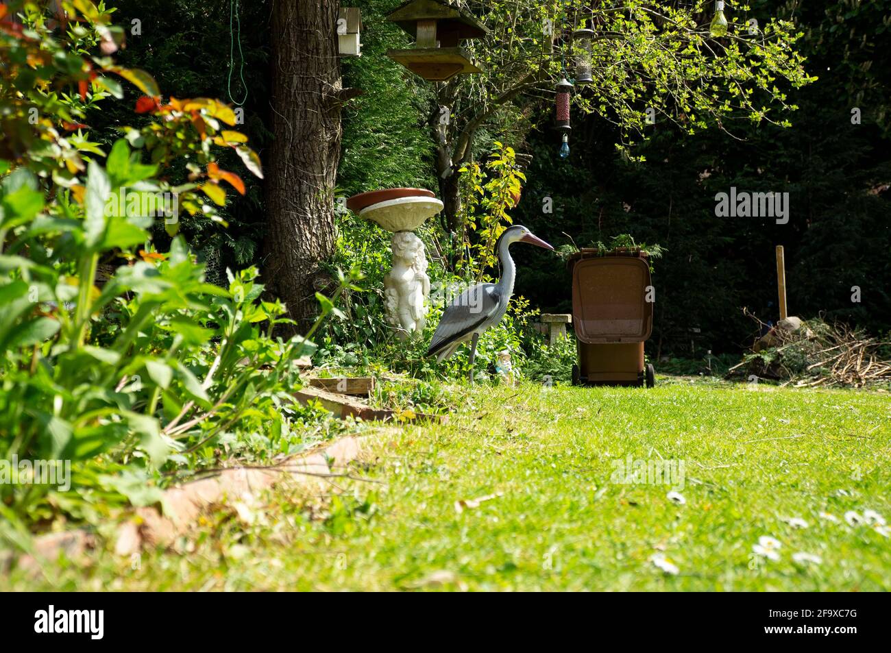 Plastic decoy heron bird in a garden Stock Photo - Alamy