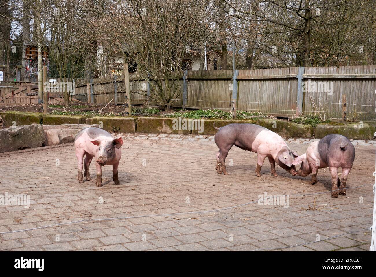 Group of young swabian-hallic country pigs on a farm Stock Photo - Alamy