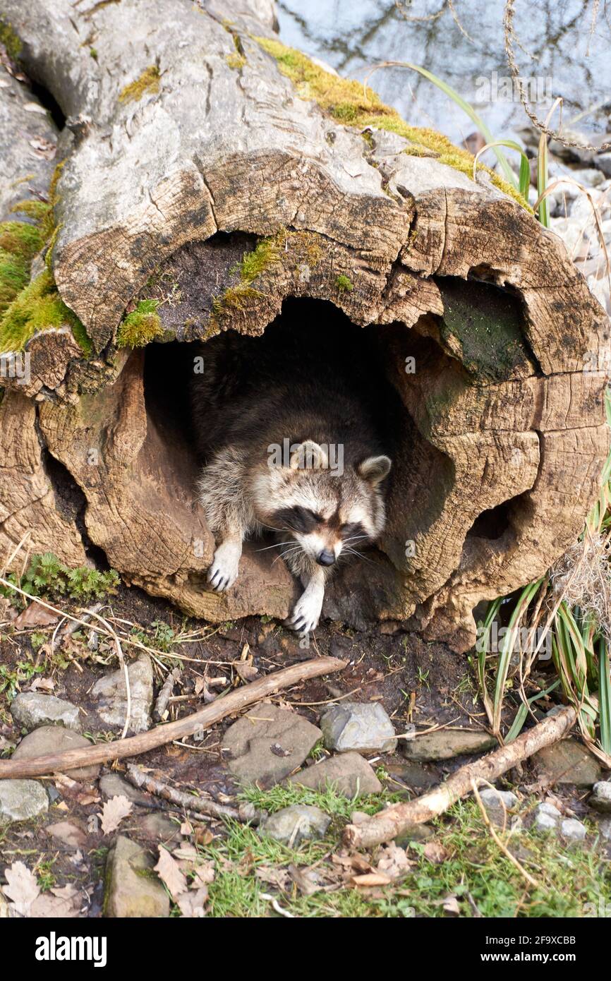 Vertical shot of a raccoon in a tree den in the wild park Stock Photo ...