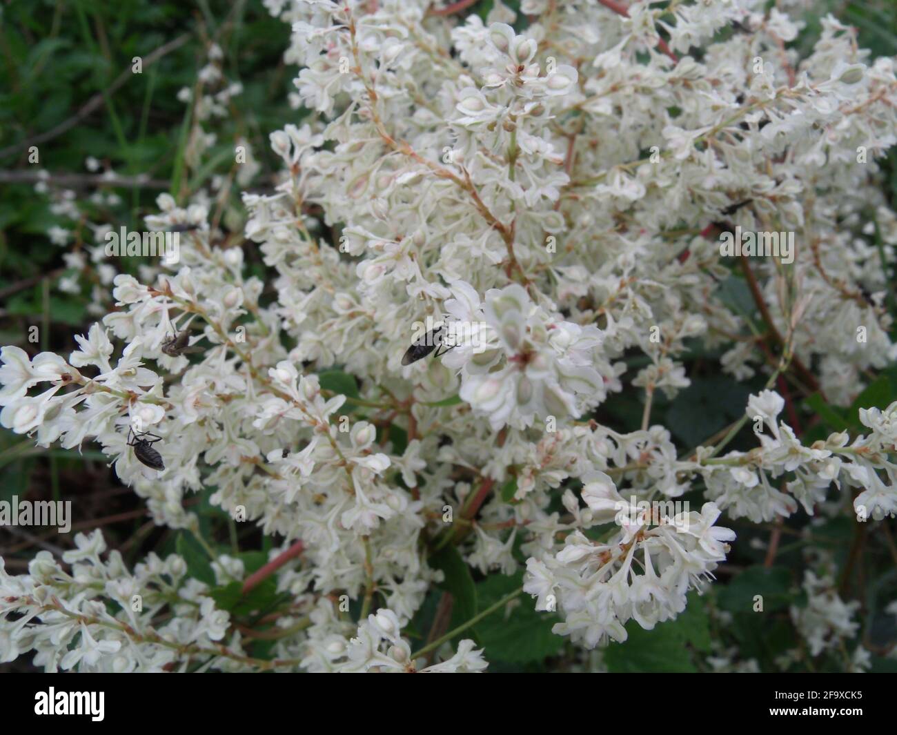 Highlander flowers hi-res stock photography and images - Alamy