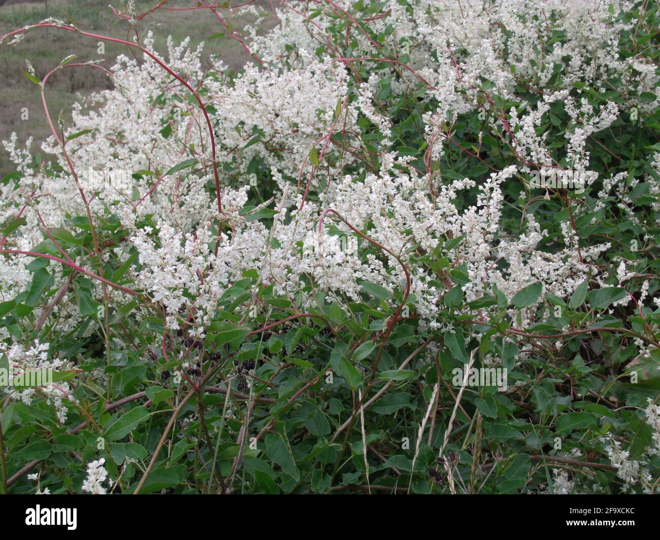 Highlander flowers hi-res stock photography and images - Alamy