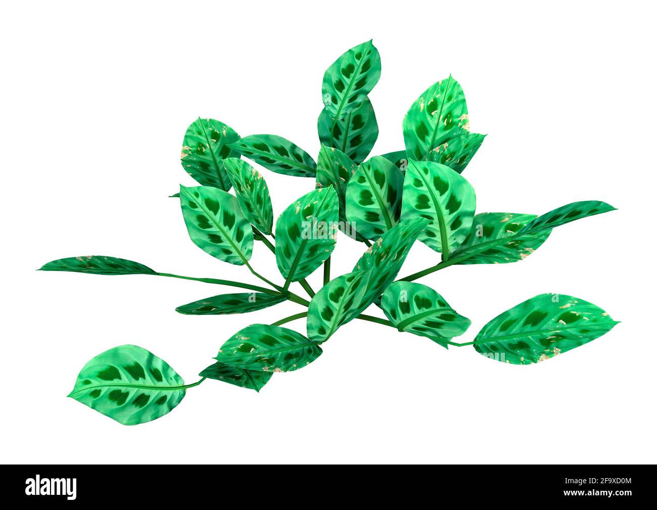 Prayer Plant Clipart