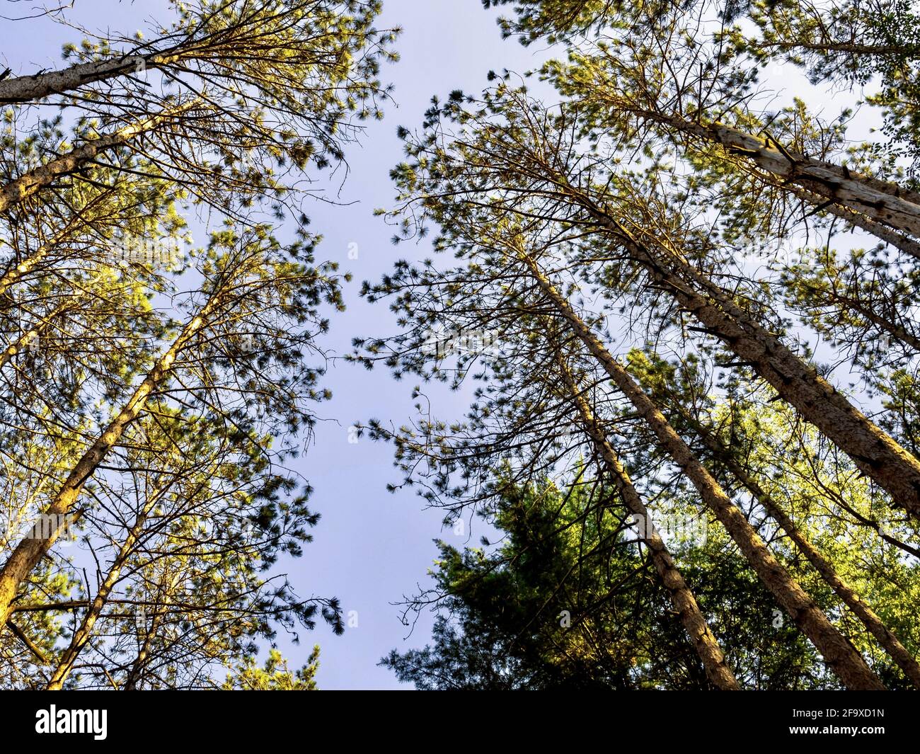 Low angle shot of tall trees in the forest on a clear sky background ...