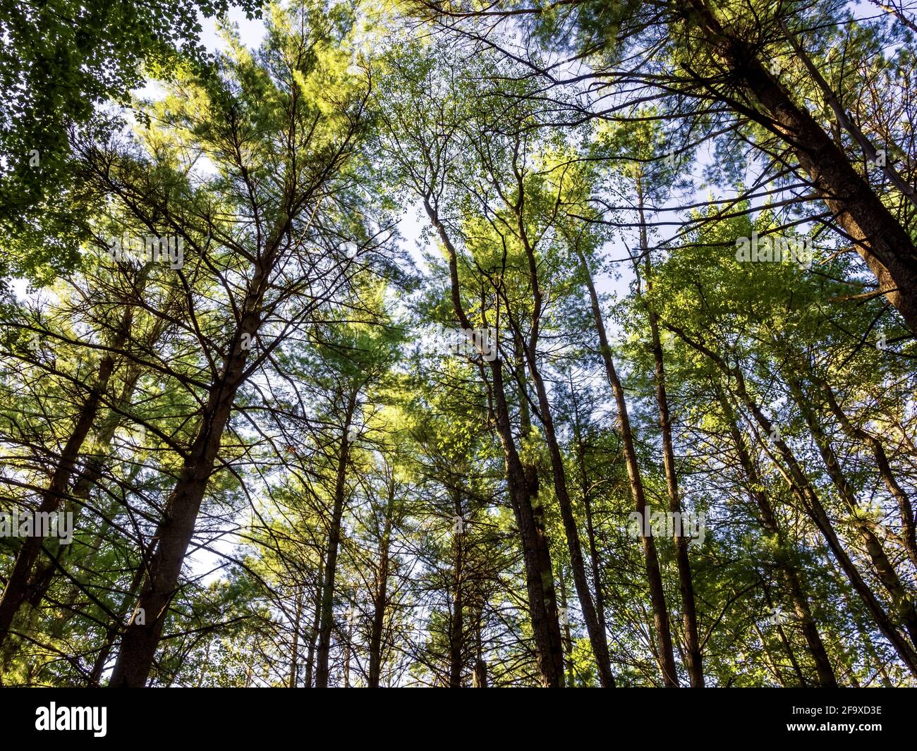Low angle shot of tall trees in the forest on a clear sky background ...