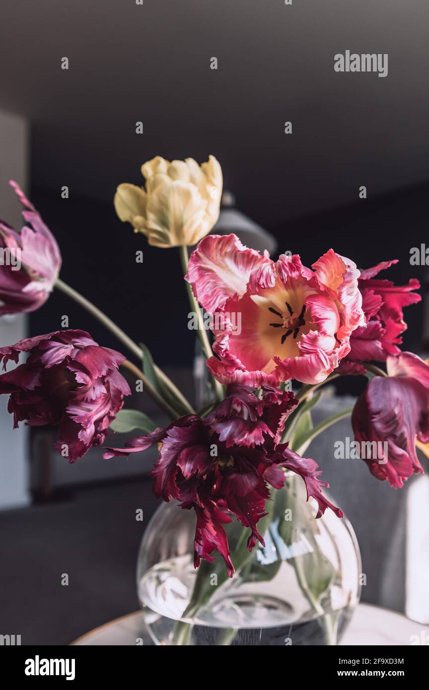 Bunch of Parrot Style Tulips Stock Photo - Alamy