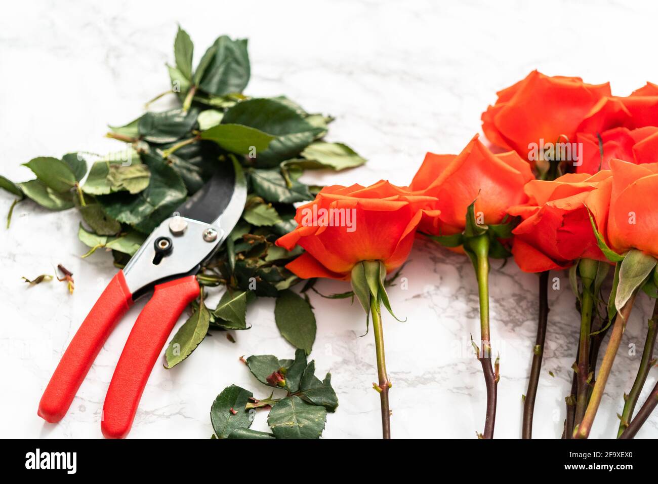 Pruning red roses with shears for a bouquet on a marble background ...