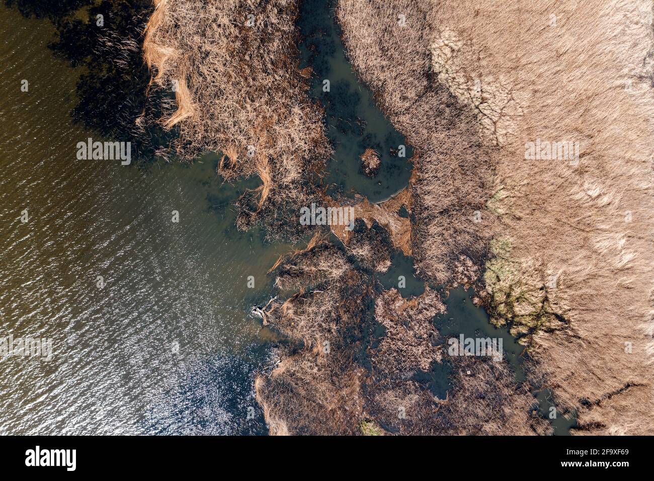 Thickets, meadows on the shores of the lake, aerial view, photo from a ...