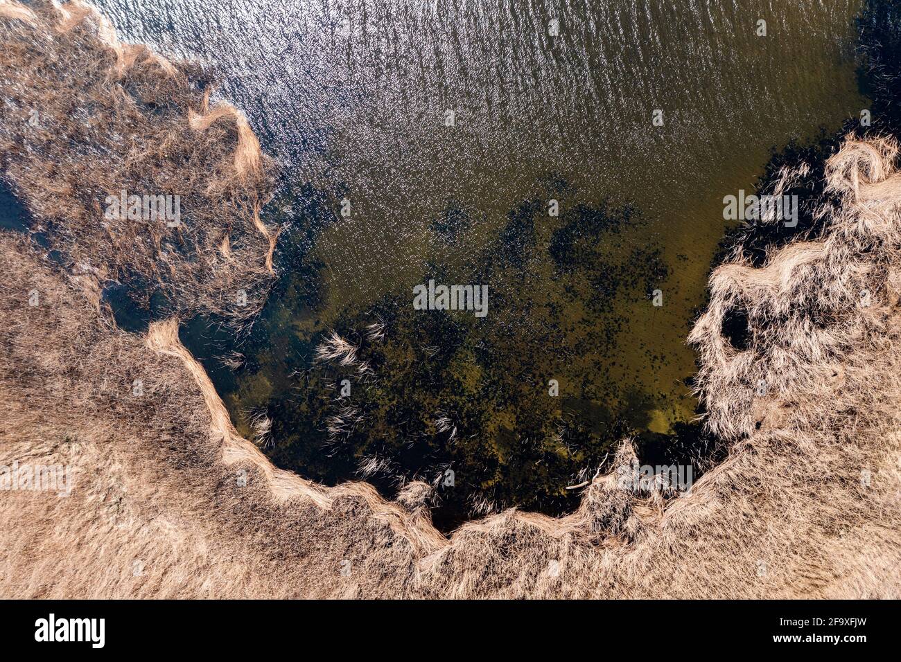 Thickets, meadows on the shores of the lake, aerial view, photo from a ...